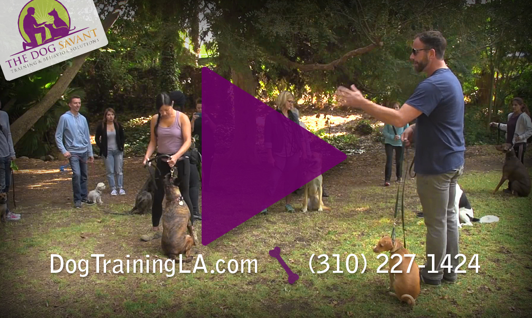 Short Video Intro to Alaska's 30-Year Dog Trainer ⋆ The Dog Savant