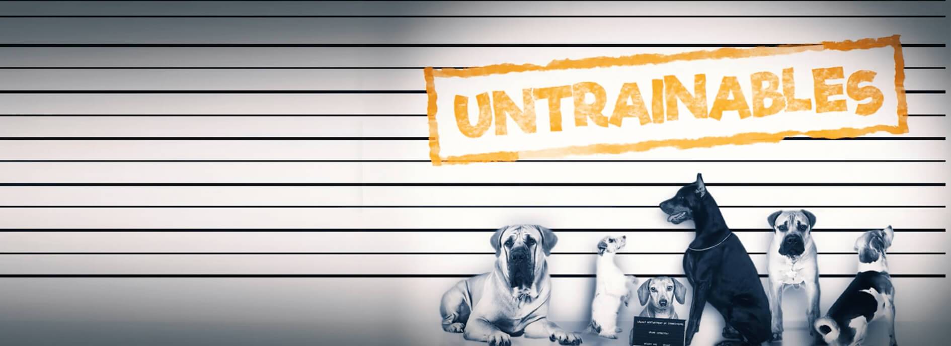 Alaska Dog Training ⋆ Dog Savant